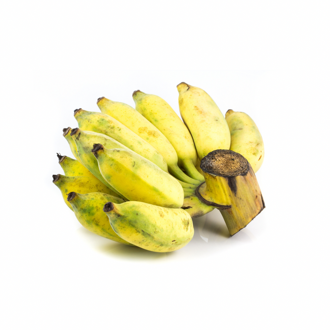 Buy Burro|Bluggoe Banana Online Now|Uk Wide Delivery|Nutrition Kingz